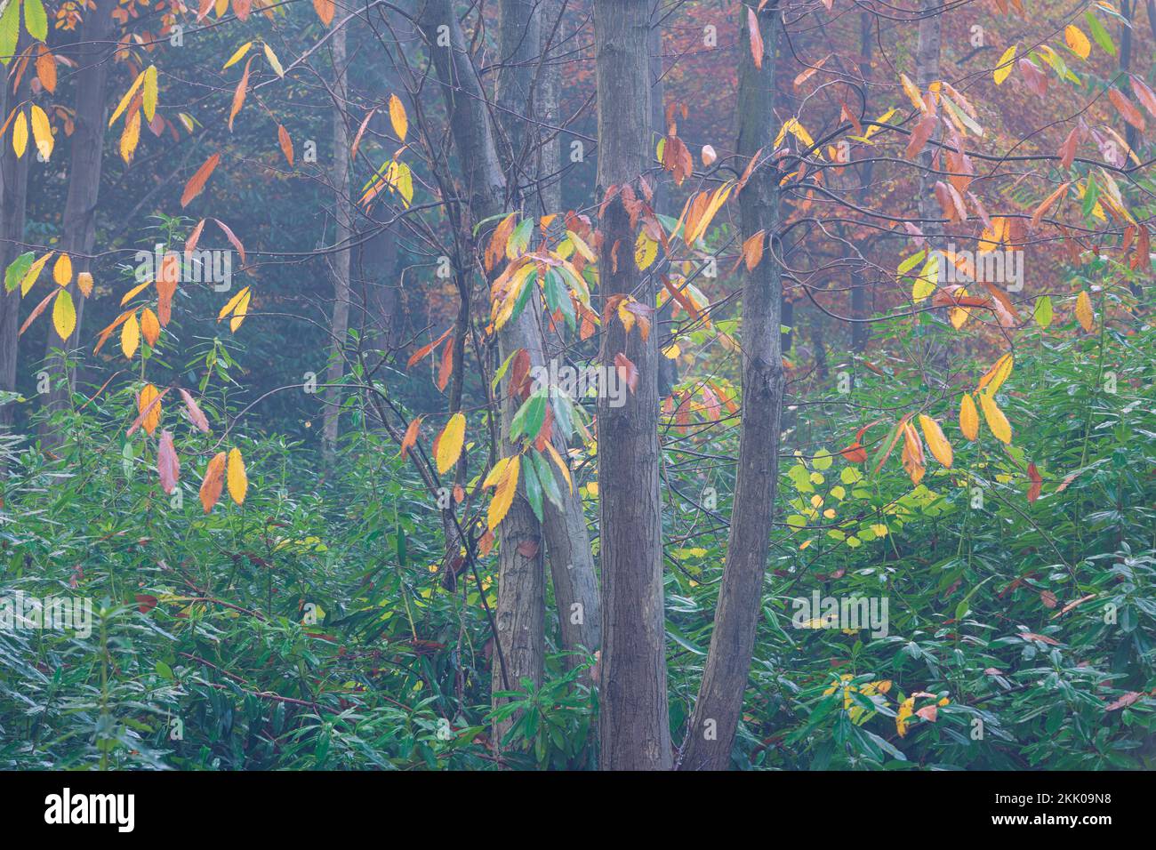A misty autumn morning in Thorpe woods, Norwich, Norfolk vii sweet ...