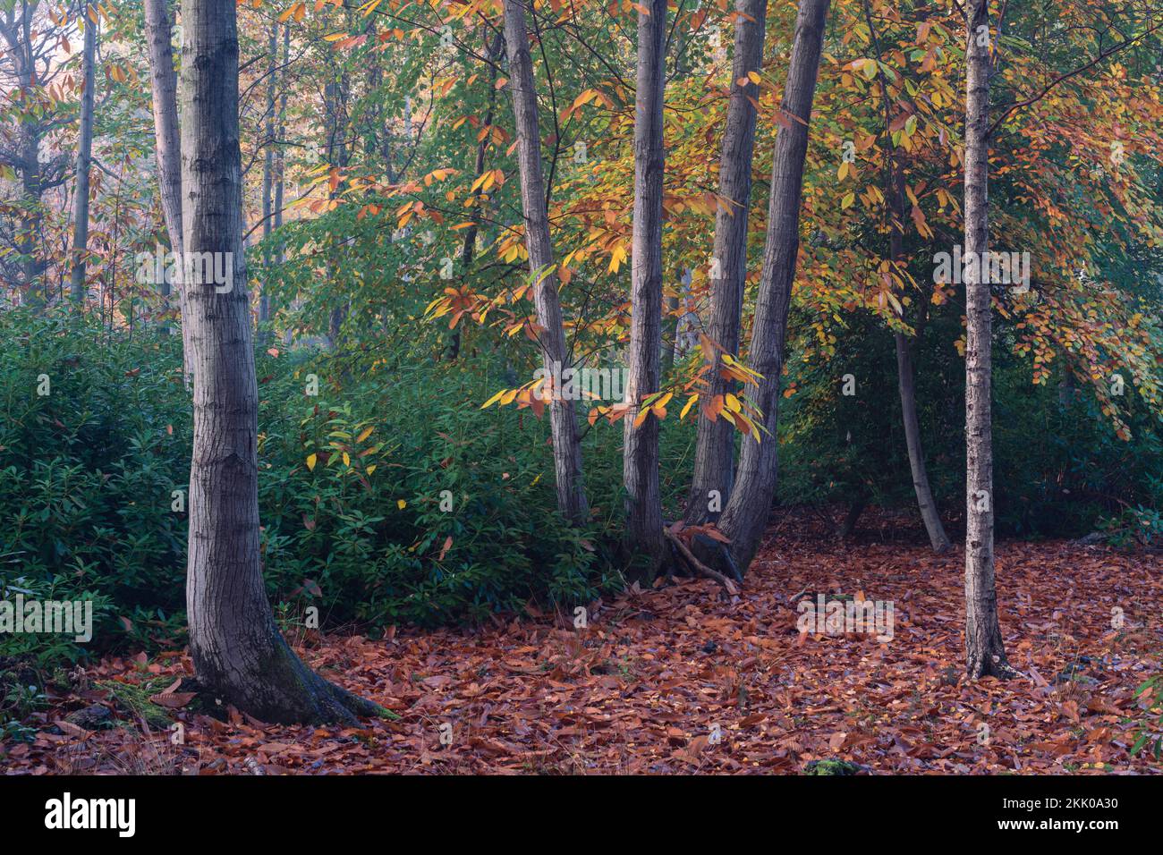 A misty autumn morning in Thorpe woods, Norwich, Norfolk viii sweet ...
