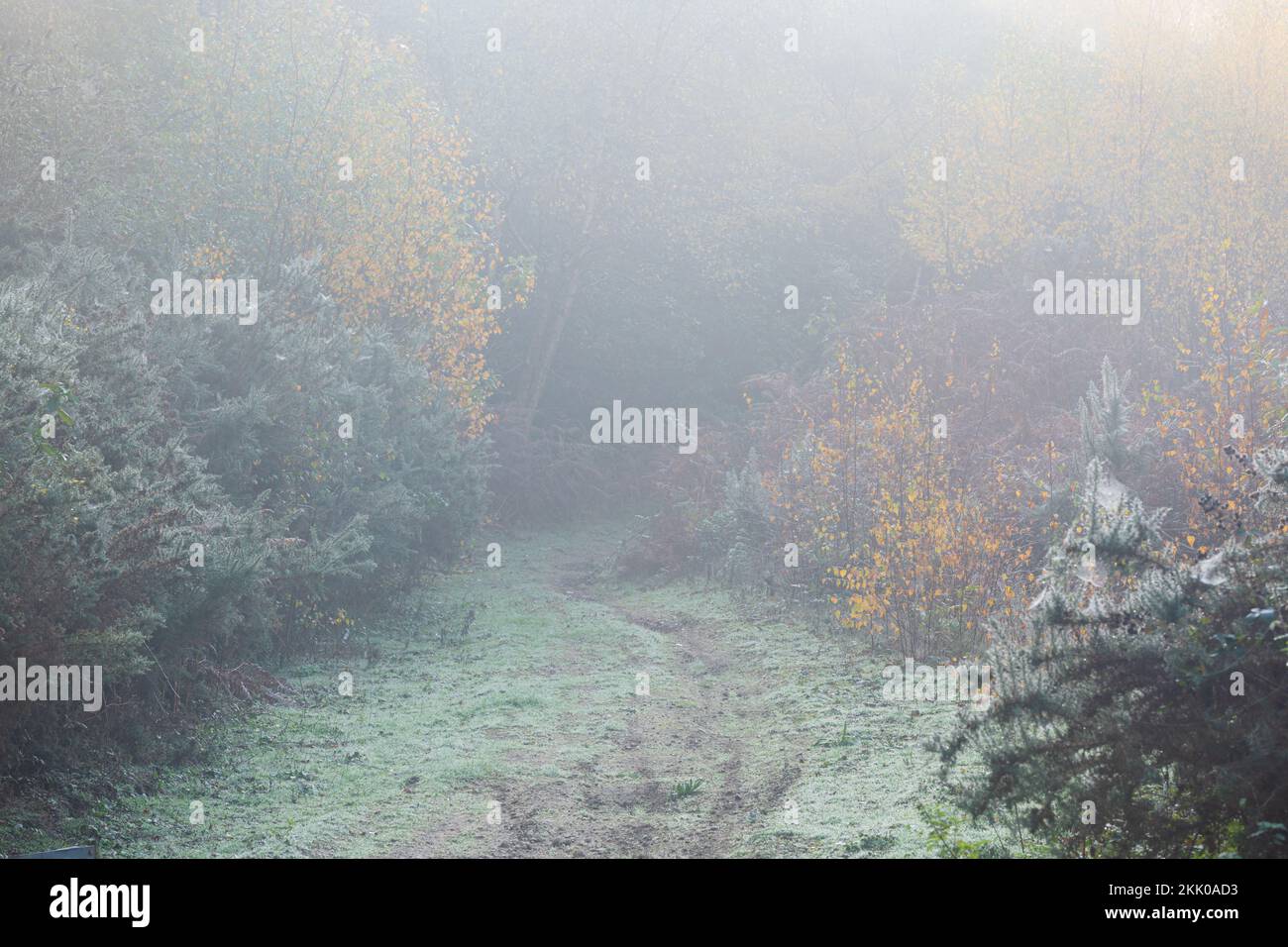 A misty autumn morning in Thorpe woods, Norwich, Norfolk xi. Thorpe ...