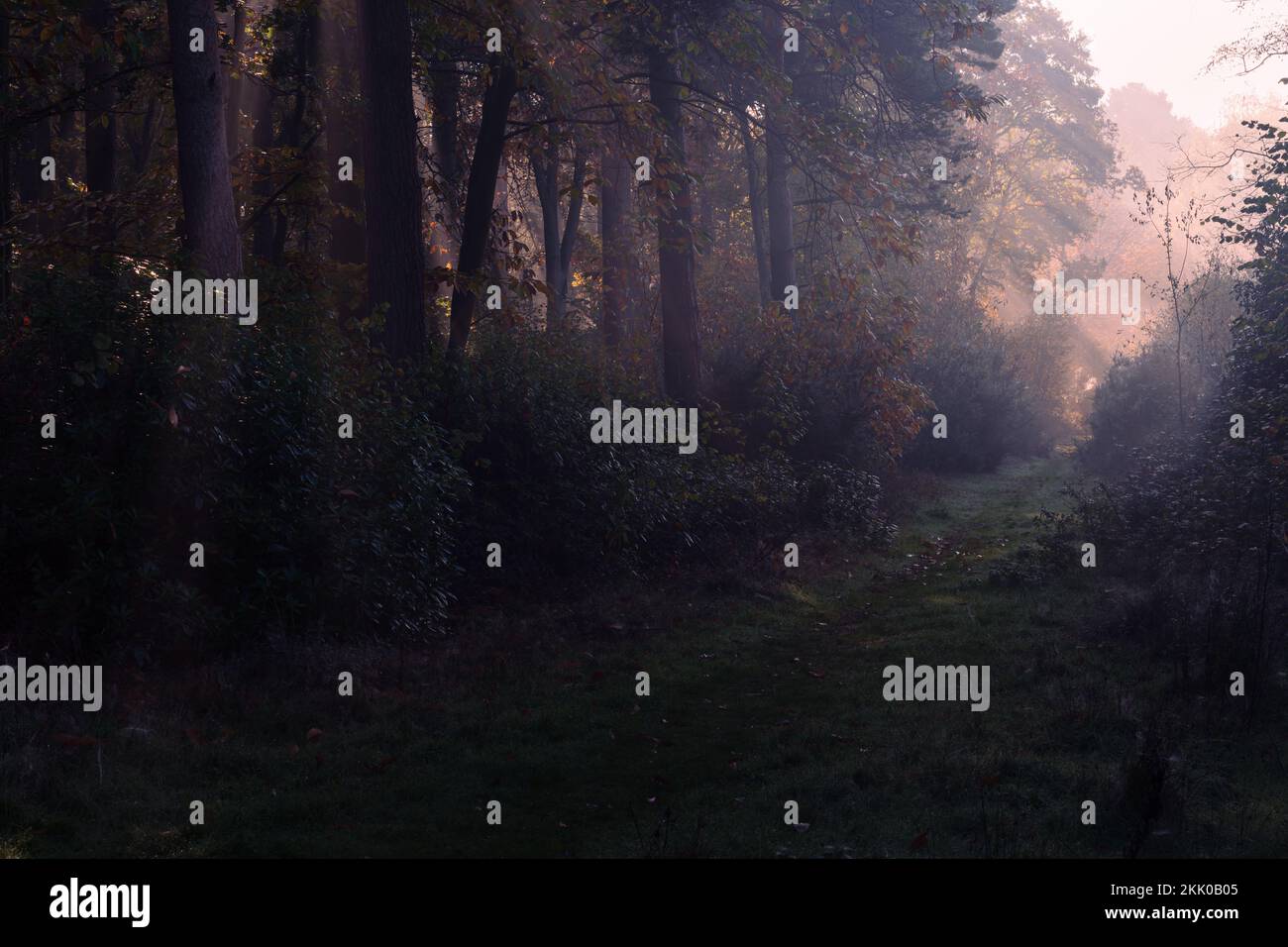 A misty autumn morning in Thorpe woods, Norwich, Norfolk xvi. Thorpe ...