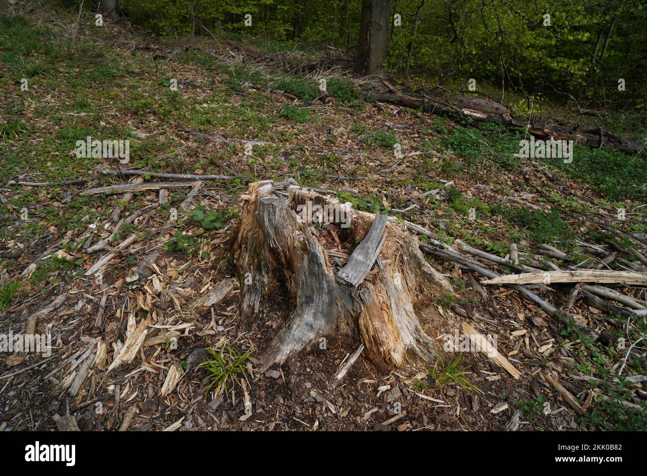 A dry old stump in the forest Stock Photo - Alamy