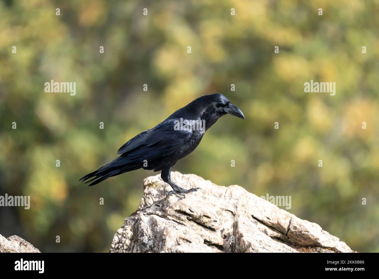 A common raven standing on a rock in the mountains of Leon, Spain Stock ...