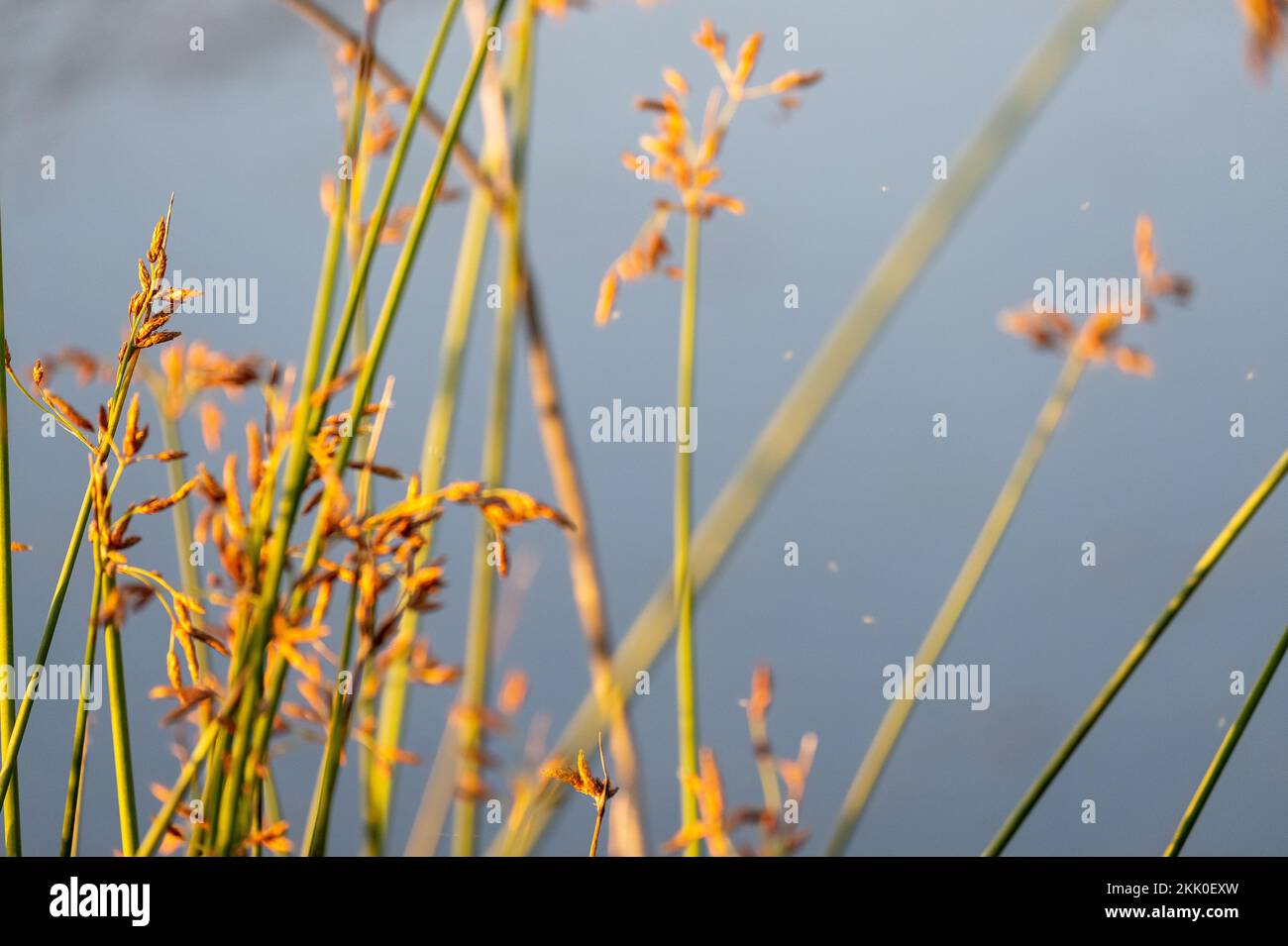 A selective of bulrush reeds by the pond Stock Photo - Alamy