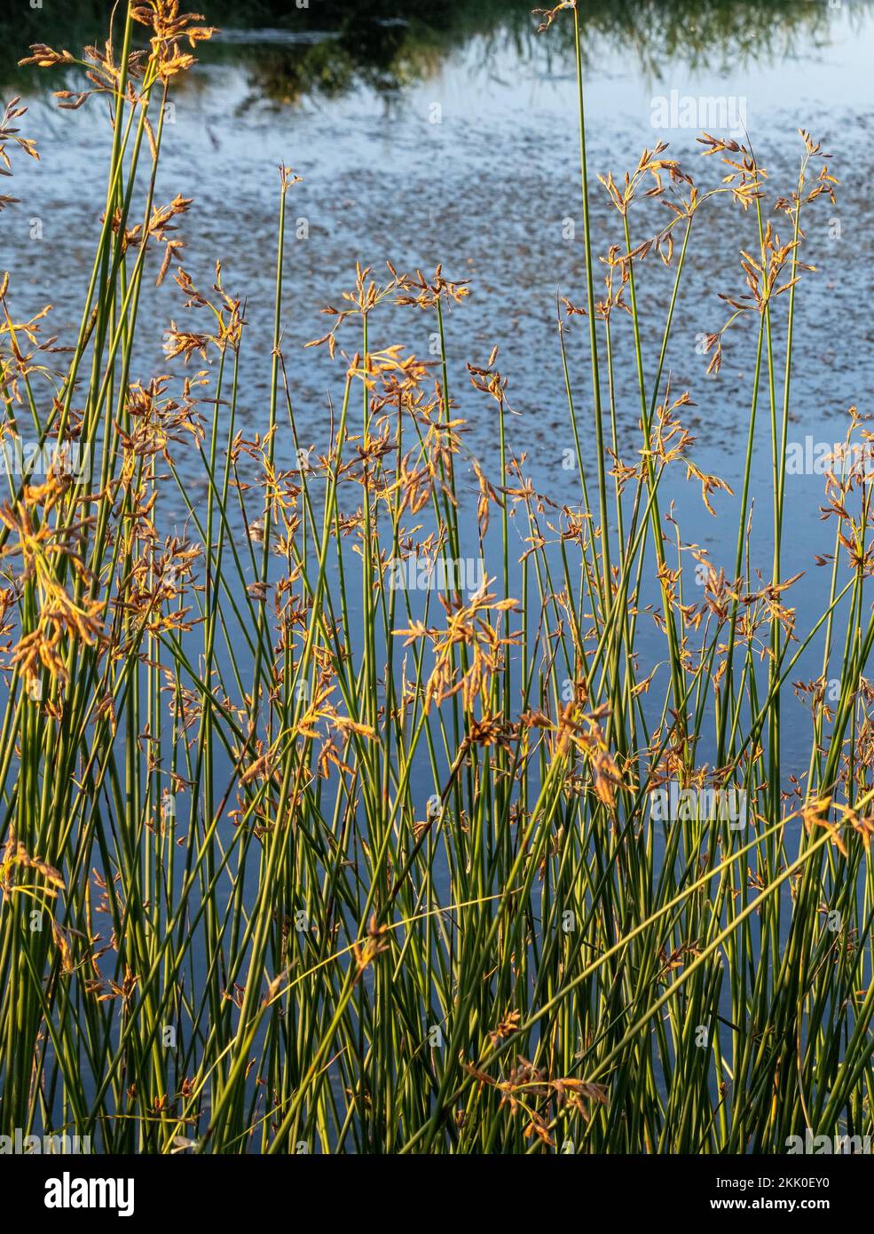 A selective of bulrush reeds by the pond Stock Photo - Alamy
