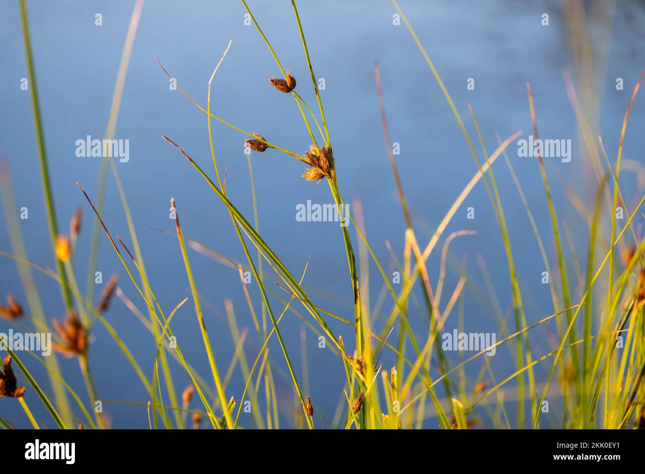 A selective of bulrush reeds by the pond Stock Photo - Alamy
