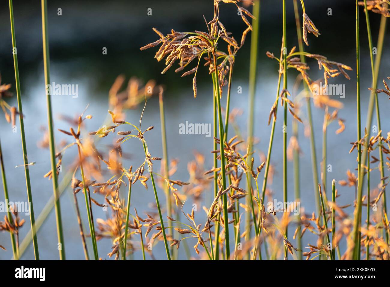 A selective of bulrush reeds by the pond Stock Photo - Alamy