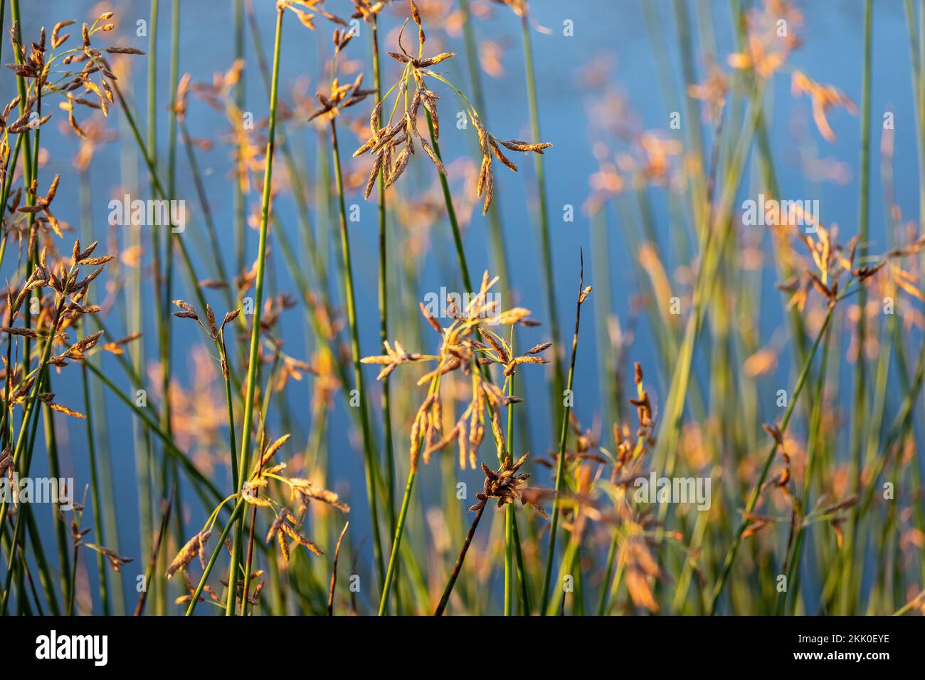 Hardstem bulrush hi-res stock photography and images - Alamy