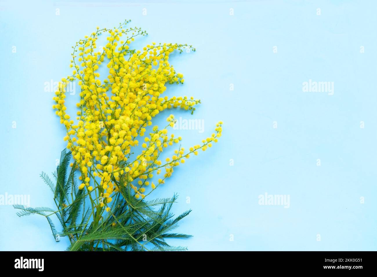 Mimosa flowers on blue background Stock Photo - Alamy