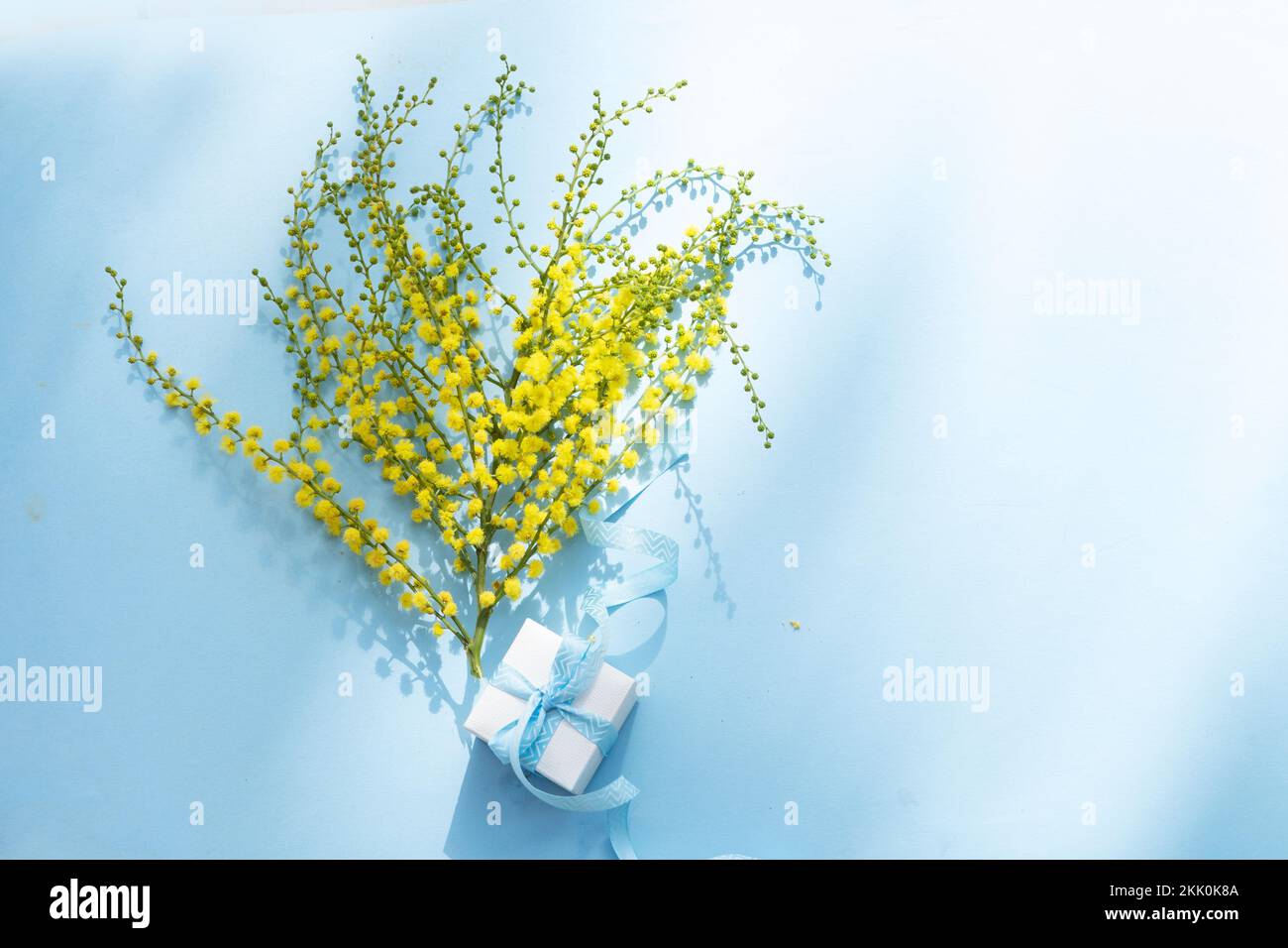 Mimosa flowers on blue background Stock Photo - Alamy