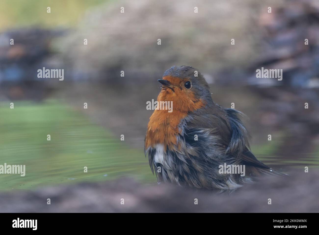 A selective shot of a European robin (Erithacus rubecula) bathing in a ...