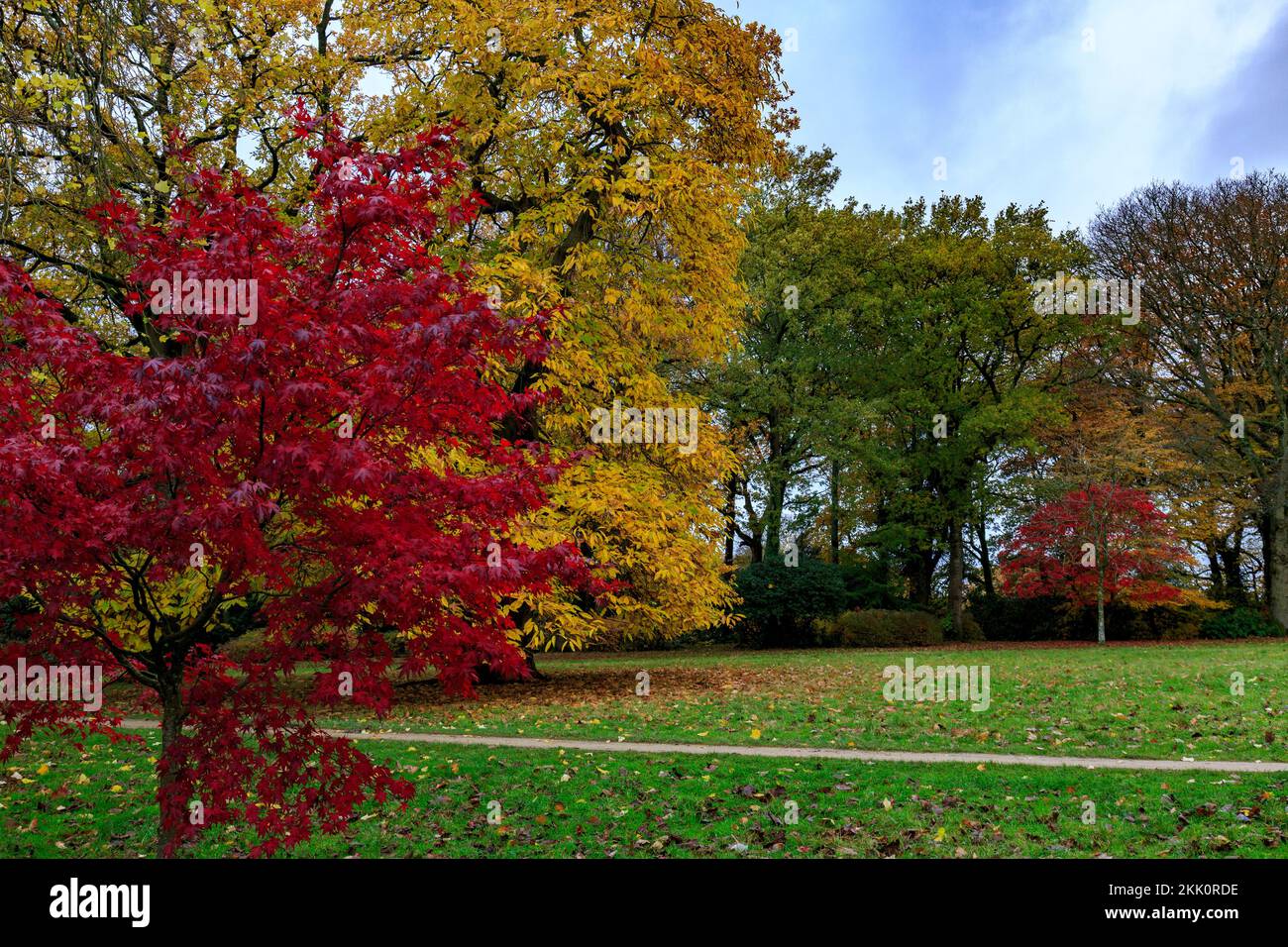 Spectacular autumn colour on the acer trees at Stourhead Gardens ...