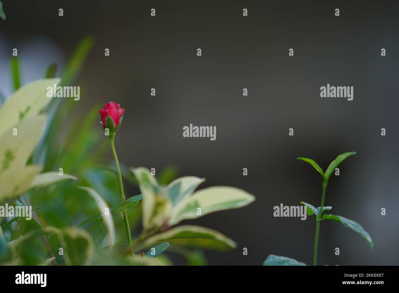 A closeup shot of a red rose bud found growing in the nature Stock ...
