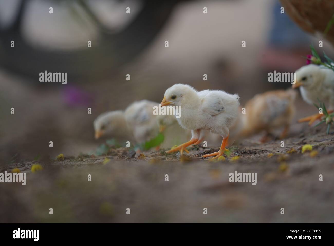 A closeup shot of multiple baby chicks walking around and exploring ...