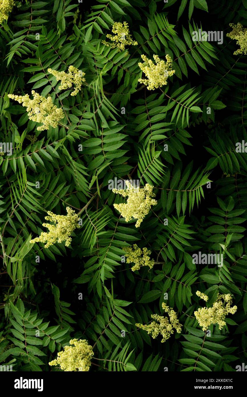 A vertical shot of a Sorbaria bush, perfect for wallpapers Stock Photo ...