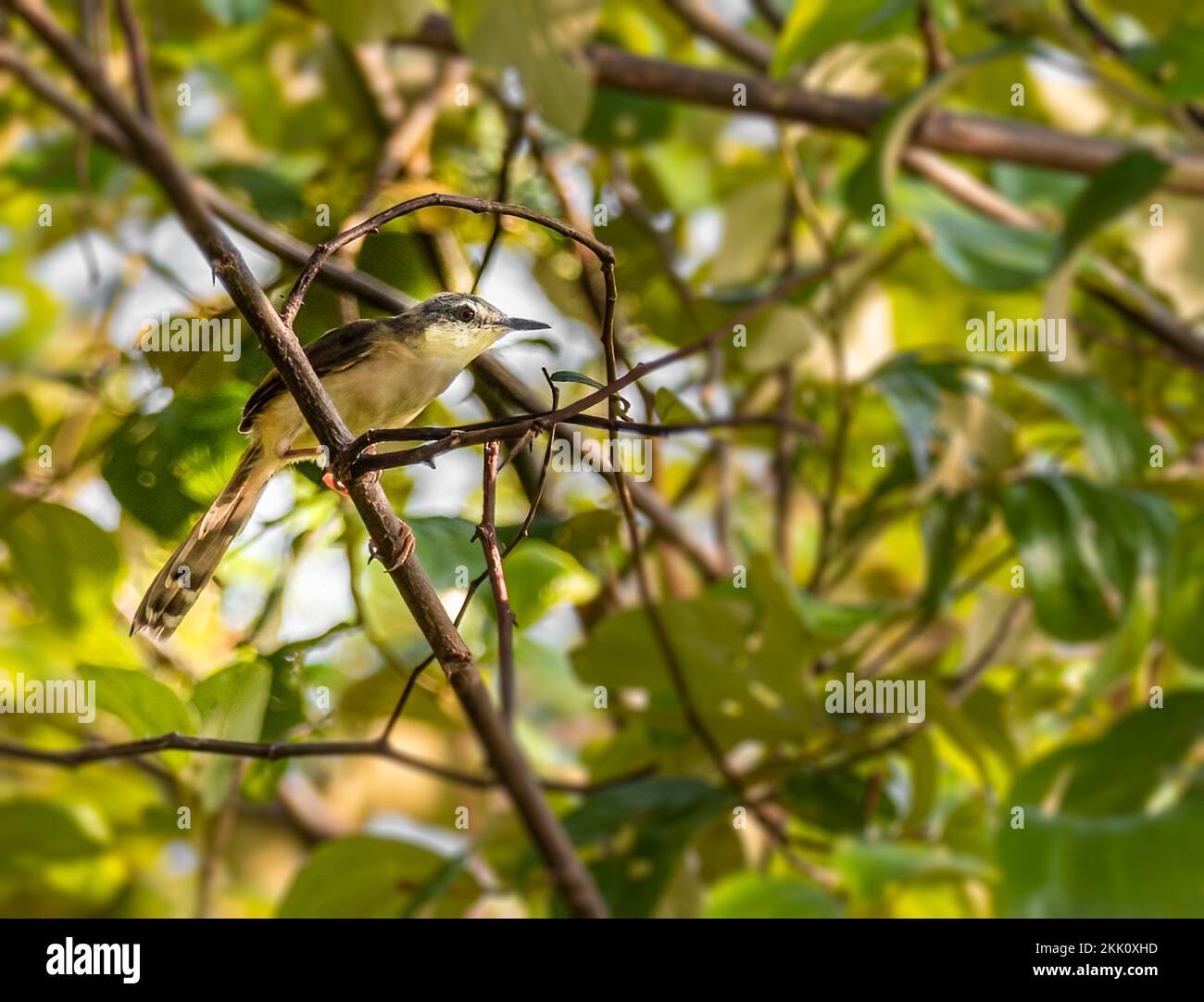 A close-up shot of a Prinia standing on a branch Stock Photo - Alamy