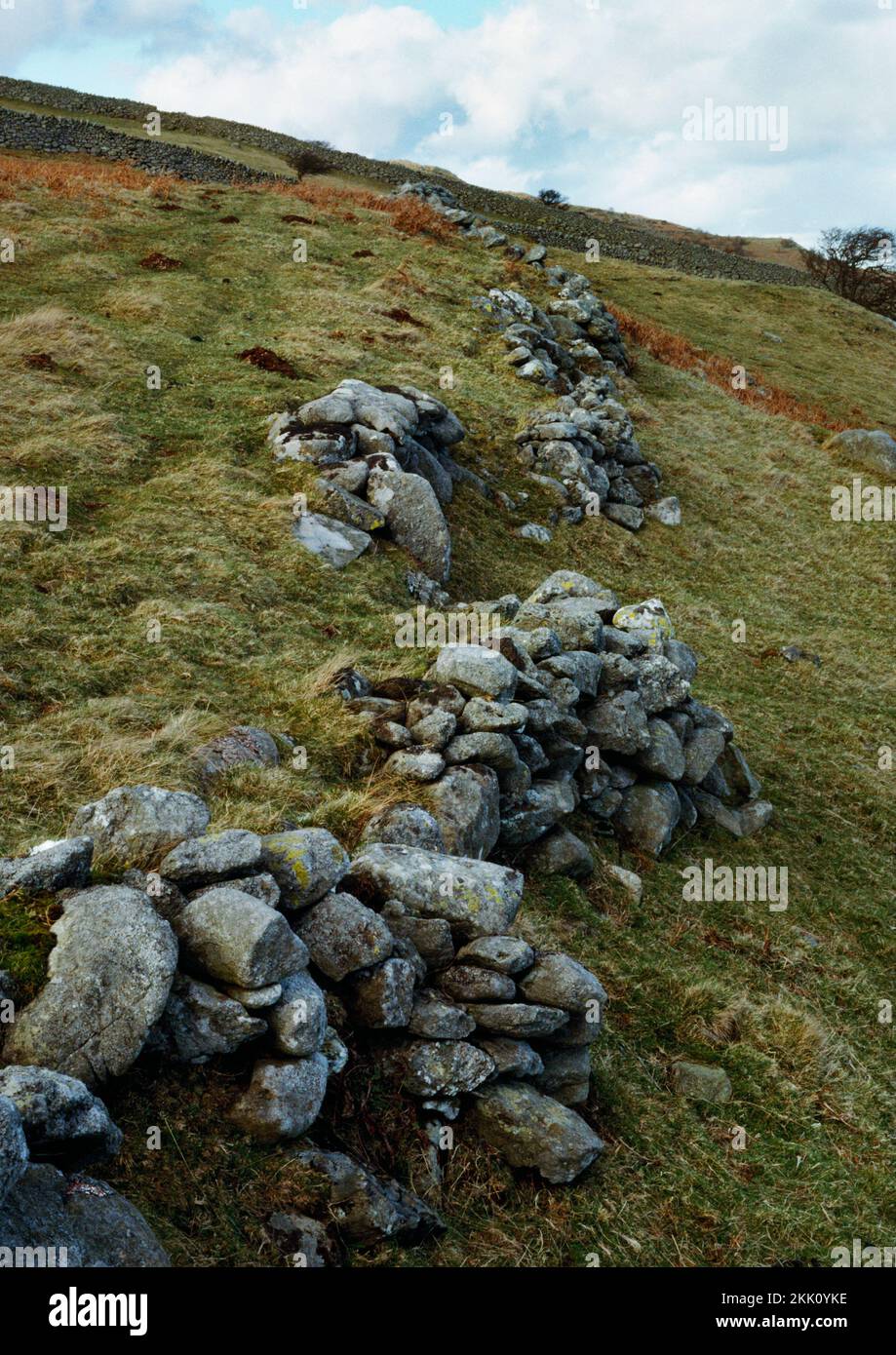 View NE of lynchet ramps on Iron Age terraced fields NE of Maen y Bardd ...