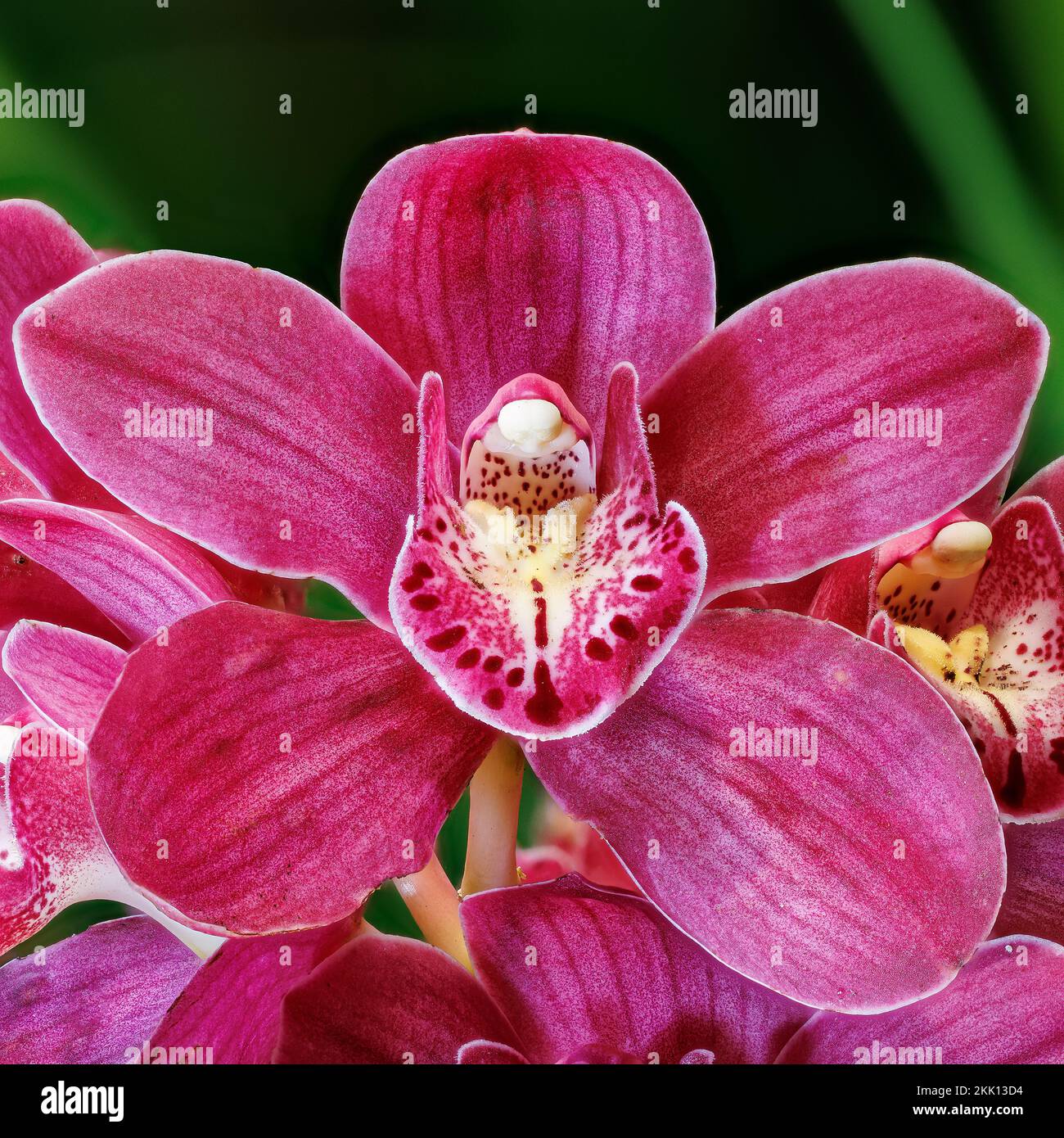Cymbidium Orchid display in the Ninfarium at Aberglasney Gardens Stock ...