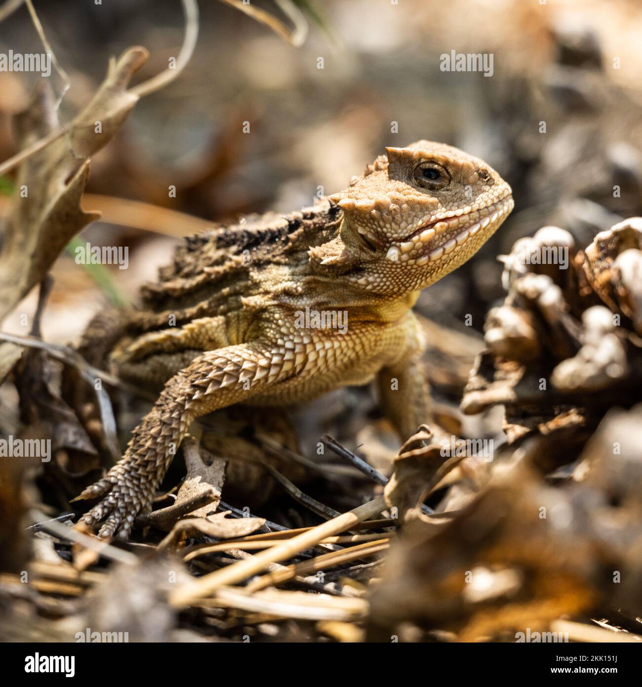 Face of Horned Lizard with tiny scales as it pauses from scurrying ...