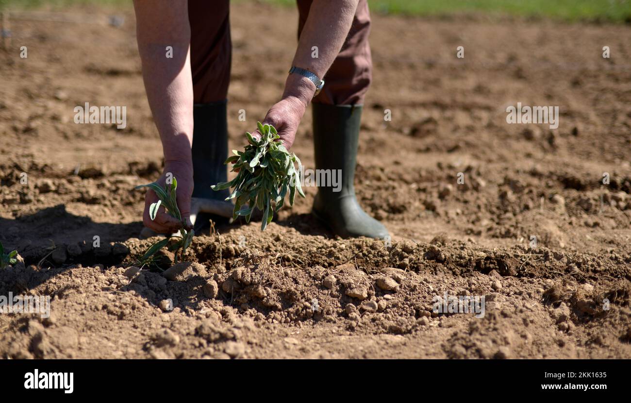 farmer in a boots planting vegetable Stock Photo - Alamy