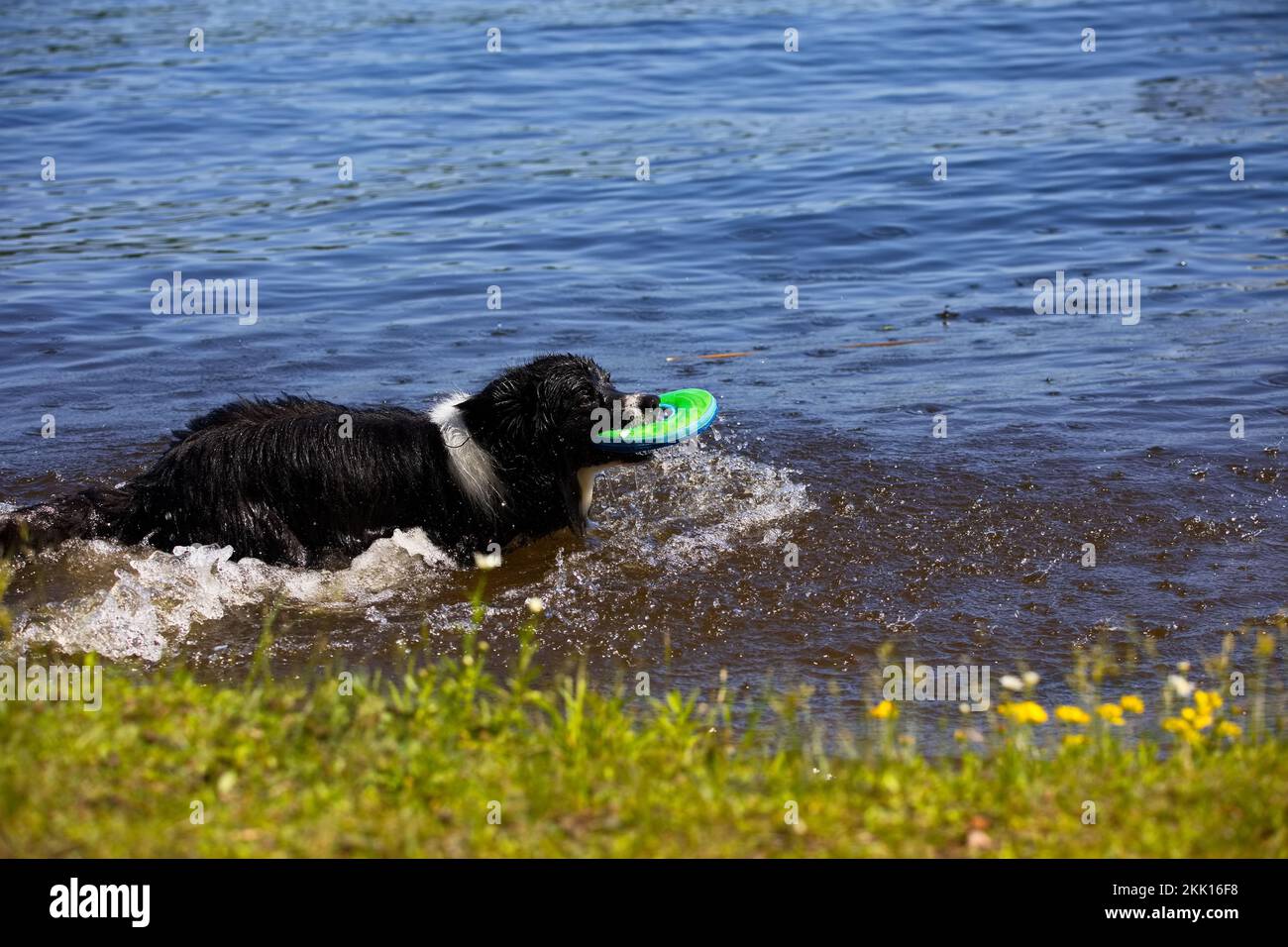 A Border Collie catching its fetching trainer in the lake Stock Photo ...