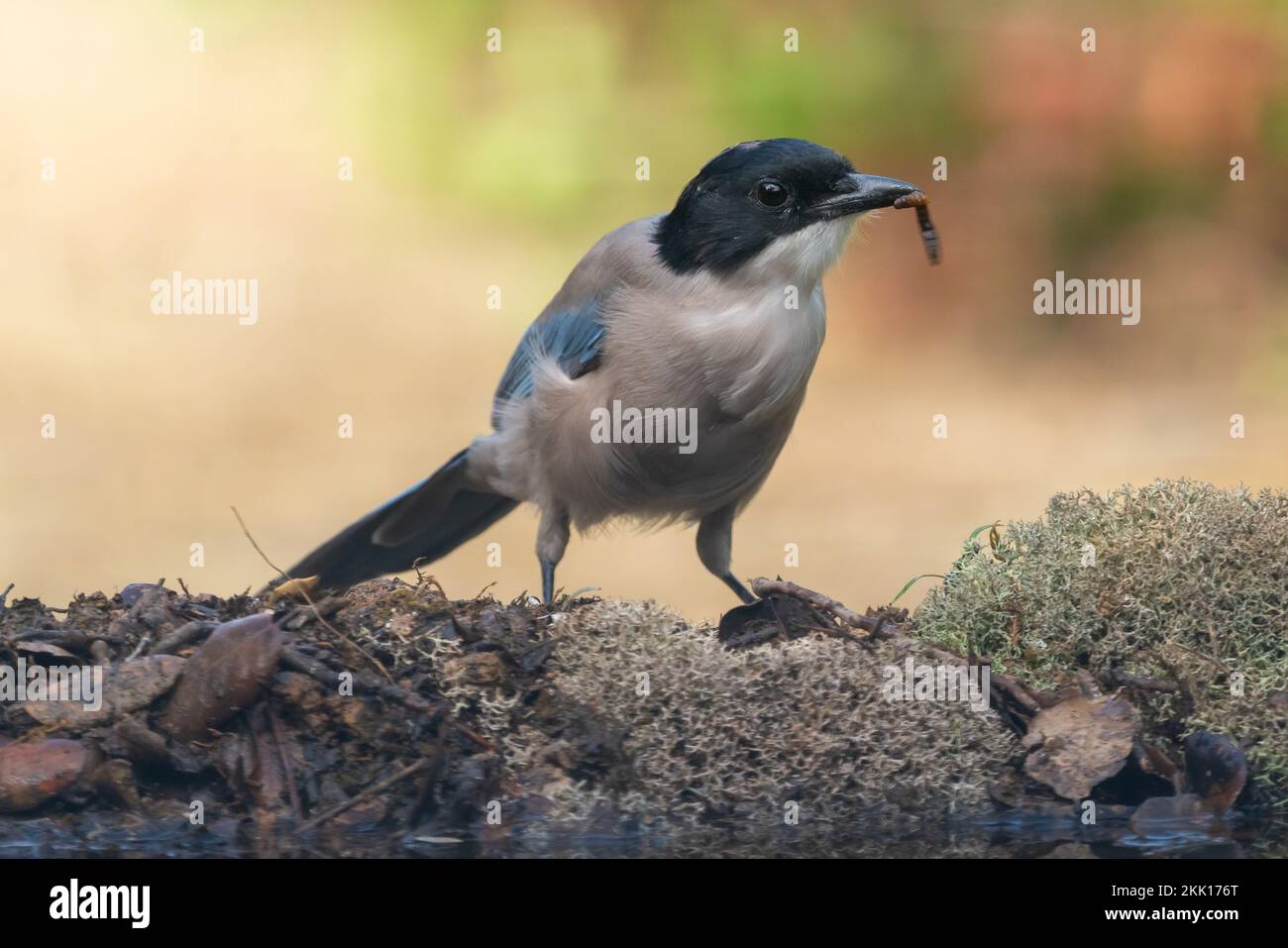 A selective shot of Azure-winged magpie (Cyanopica cyanus) eating a ...
