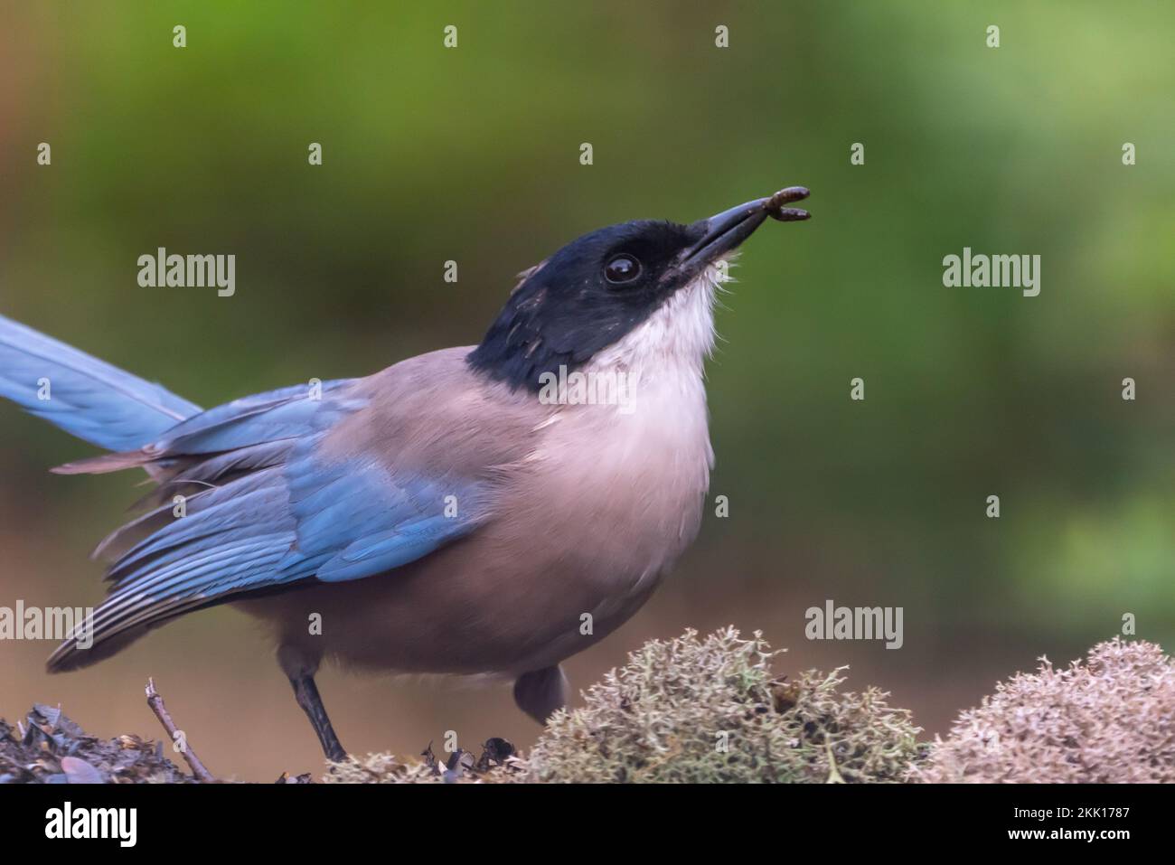 A selective shot of Azure-winged magpie (Cyanopica cyanus) eating a ...