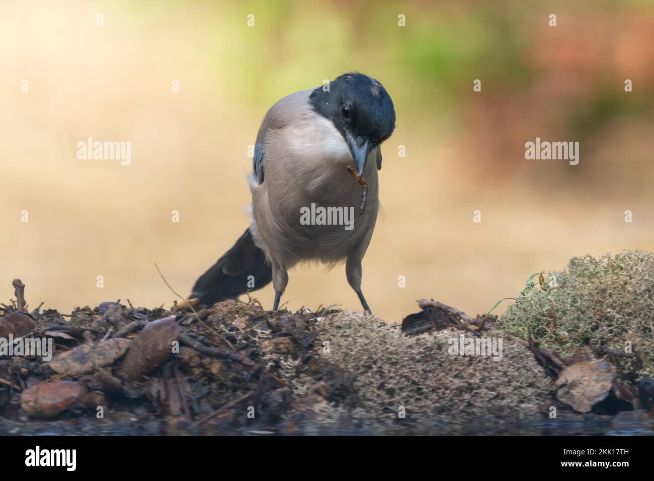 A selective shot of Azure-winged magpie (Cyanopica cyanus) walking on ...