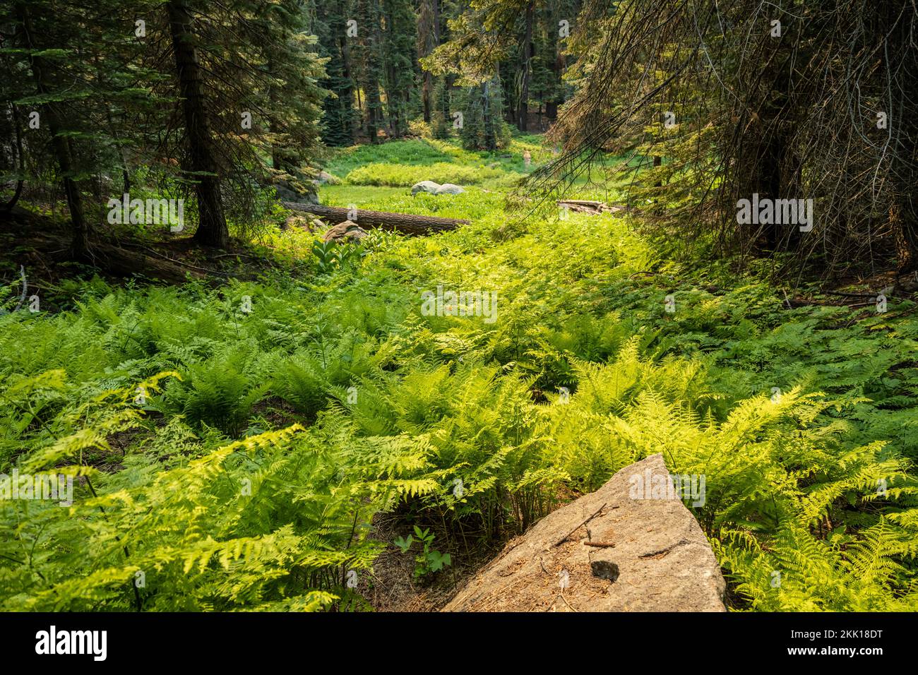 Ferns Fill a Meadow in Sequoia National Park in summer Stock Photo - Alamy