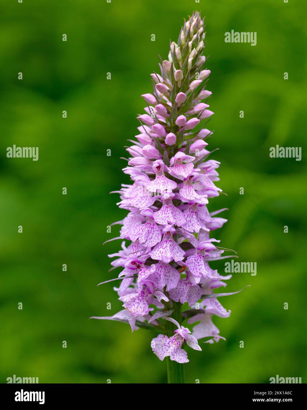 Dactylorhiza foliosa, Maderian orchid at Aberglasney Stock Photo - Alamy