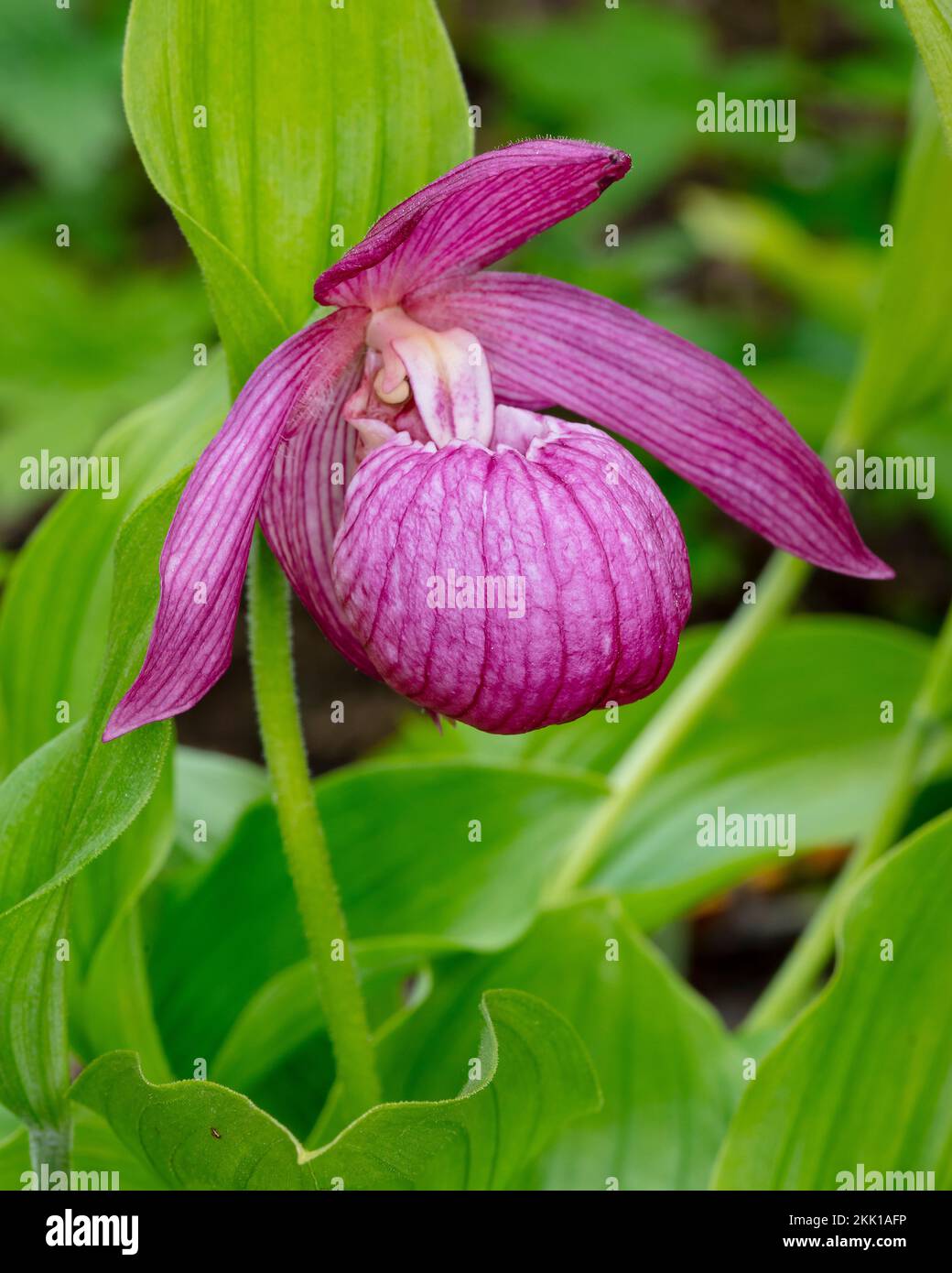 Cypripedium macranthos orchid at Aberglasney Gardens Stock Photo - Alamy
