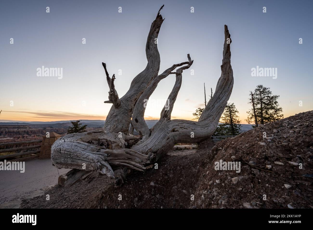 Gnarly Old Tree Trunk At Bryce Point at Sunrise Stock Photo - Alamy