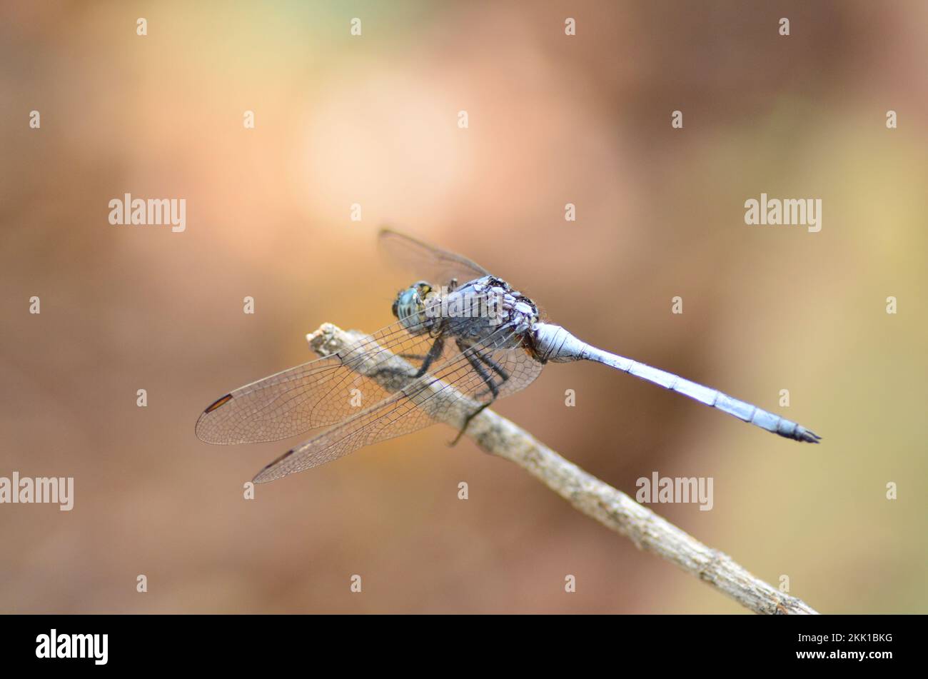 A Blue dragon fly, resting on a stick Namibia Africa Platycnemis ...