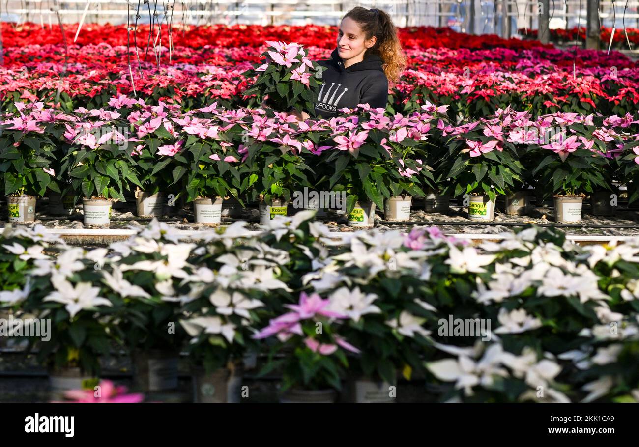 Brandenburg, Germany. 25th Nov, 2022. 25 November 2022, Brandenburg ...