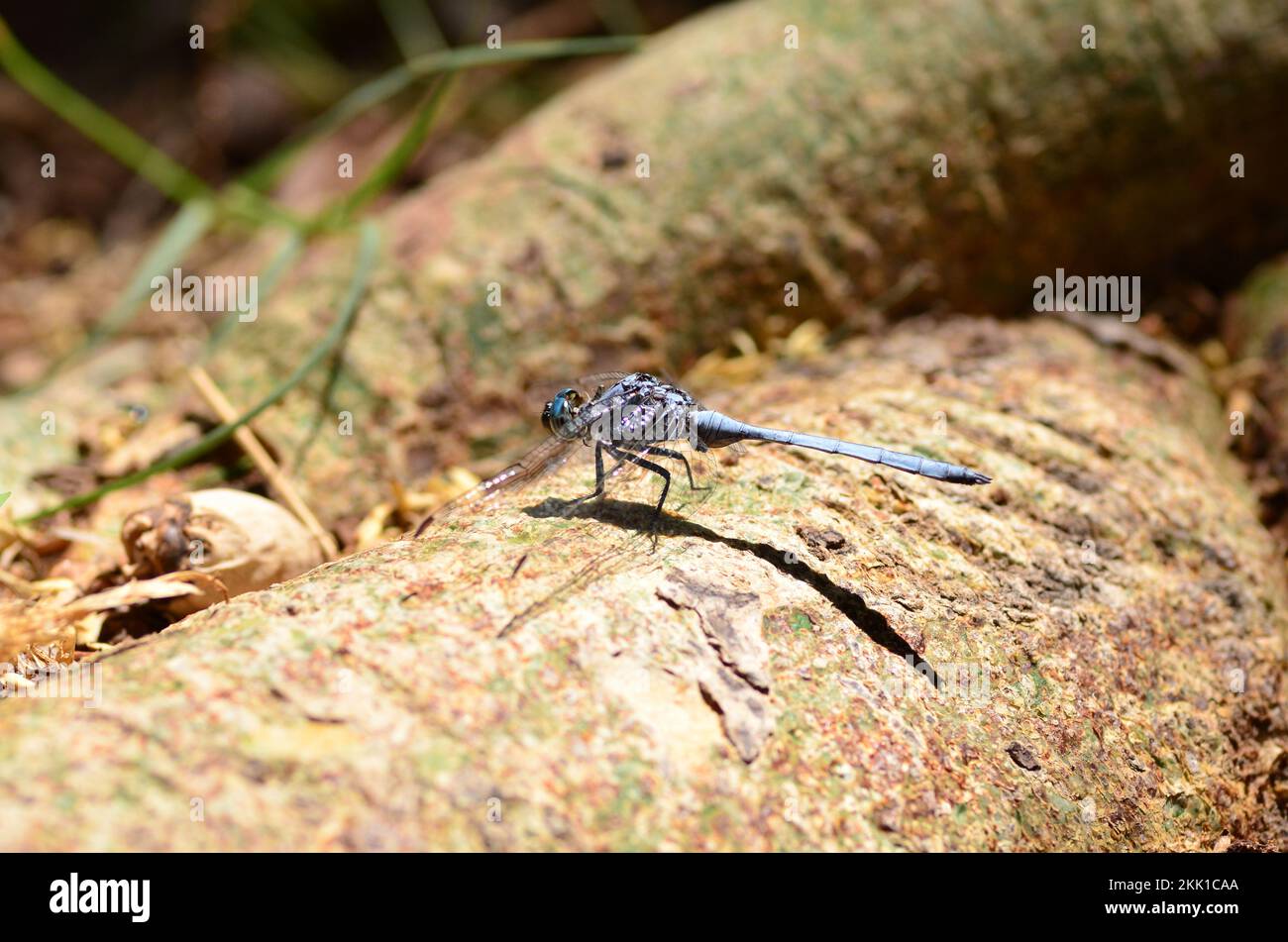 A Blue dragon fly, resting on a stick Namibia Africa Platycnemis ...