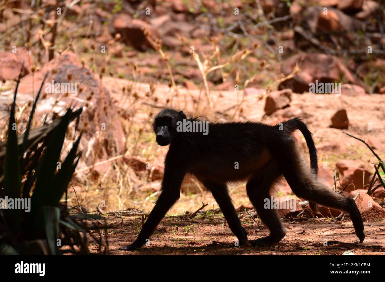 African baboon monkey ape wild red sand and stones Stock Photo - Alamy
