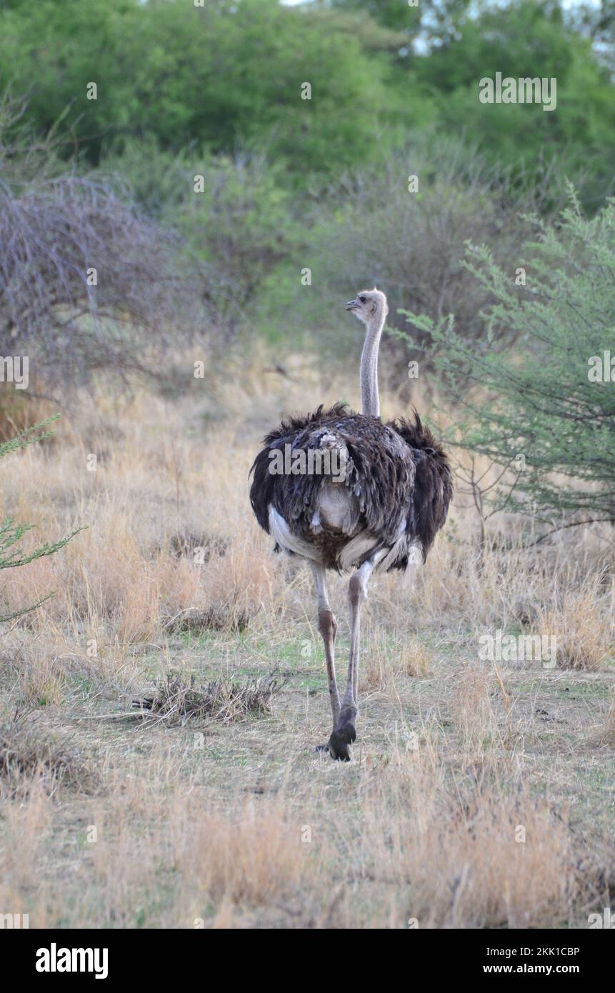 wild Ostrich bird in Namibia Africa savanna safari Stock Photo - Alamy