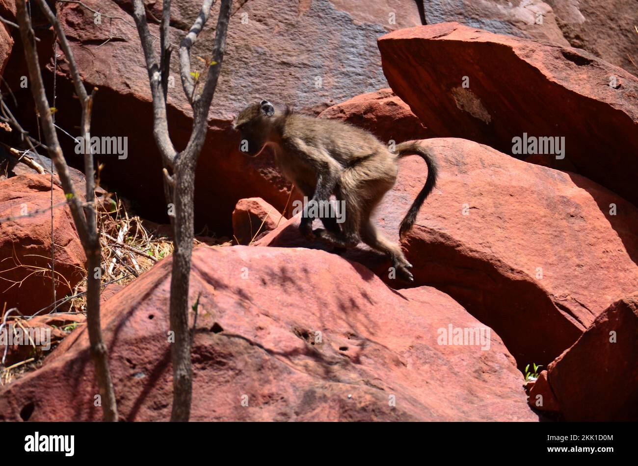 African baboon monkey ape wild red sand and stones Stock Photo - Alamy