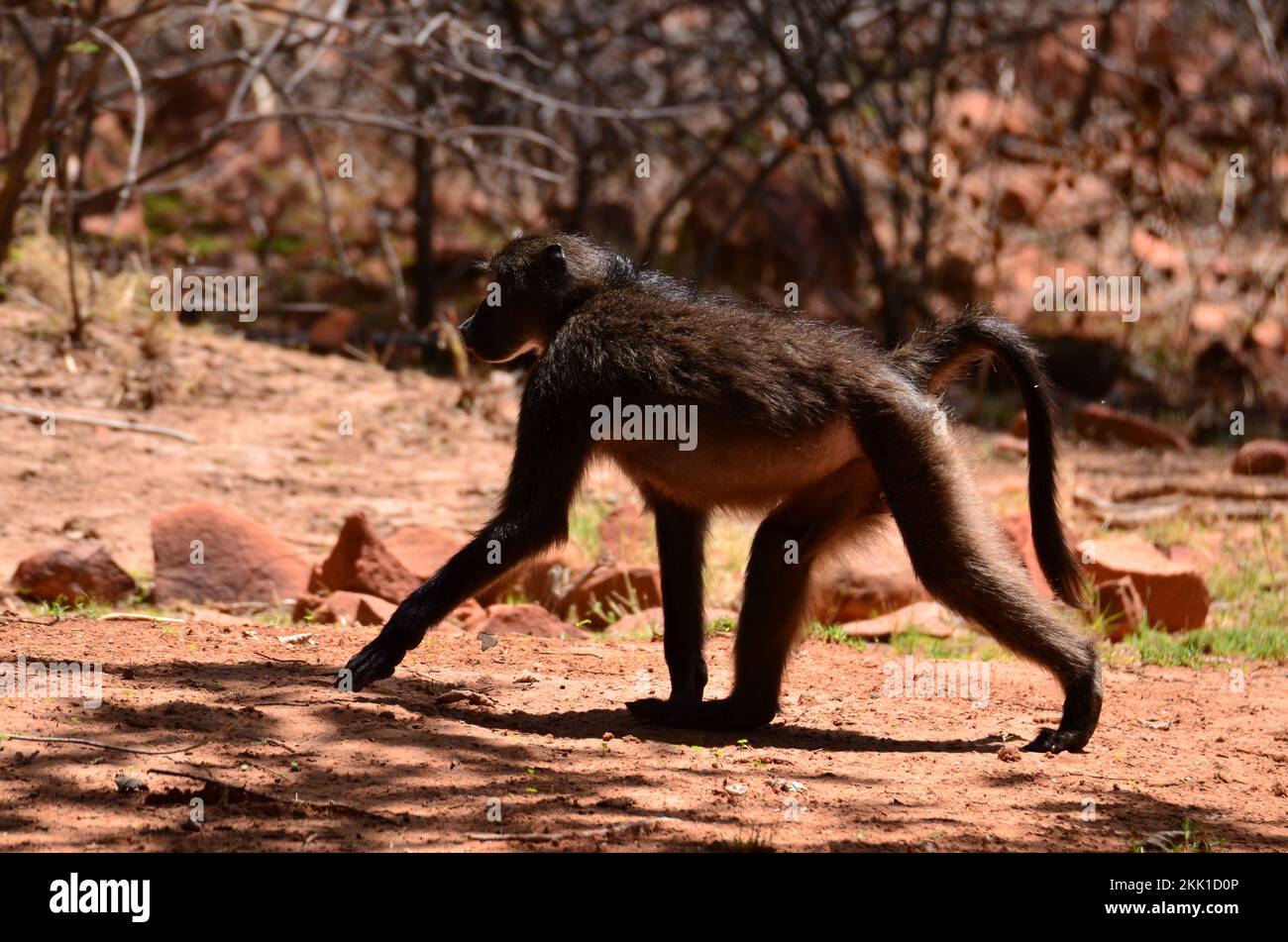 African baboon monkey ape wild red sand and stones Stock Photo - Alamy