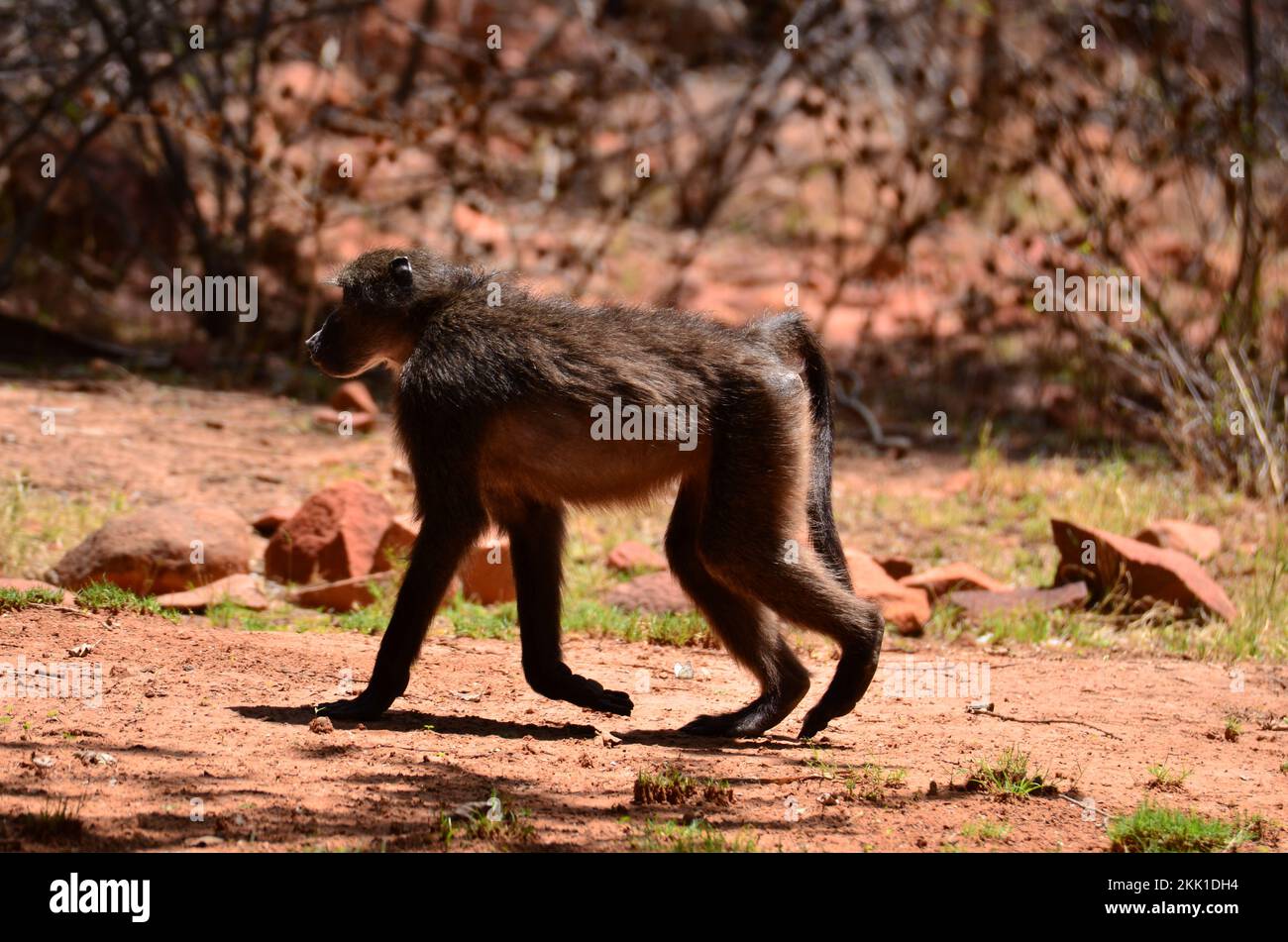 African baboon monkey ape wild red sand and stones Stock Photo - Alamy