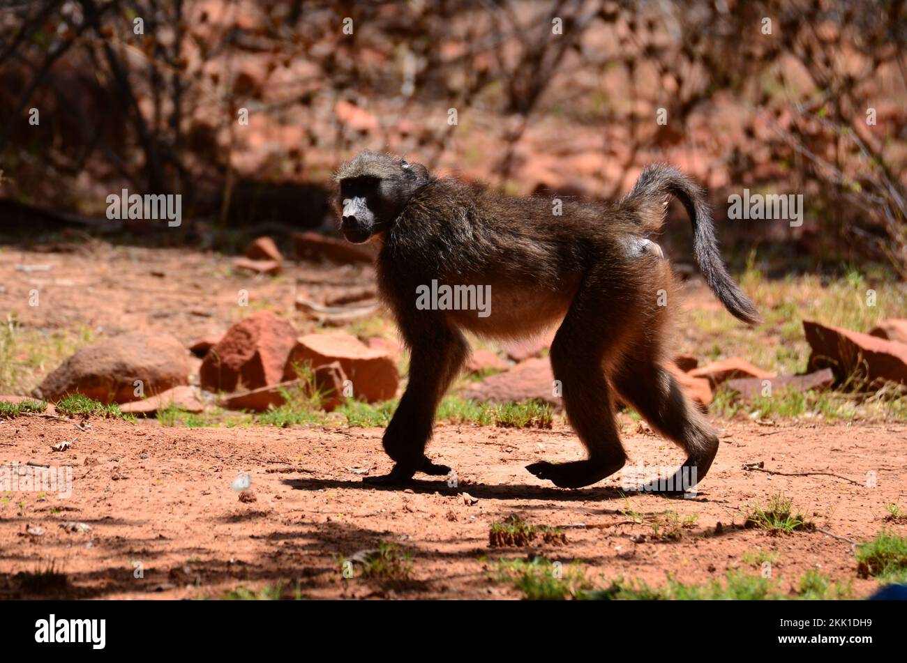African baboon monkey ape wild red sand and stones Stock Photo - Alamy
