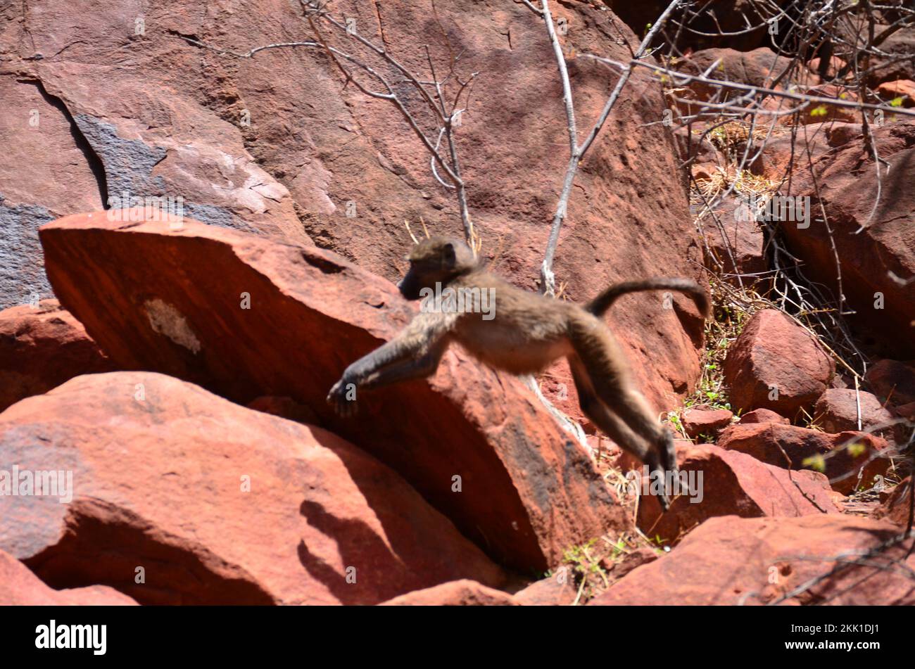African baboon monkey ape wild red sand and stones Stock Photo - Alamy