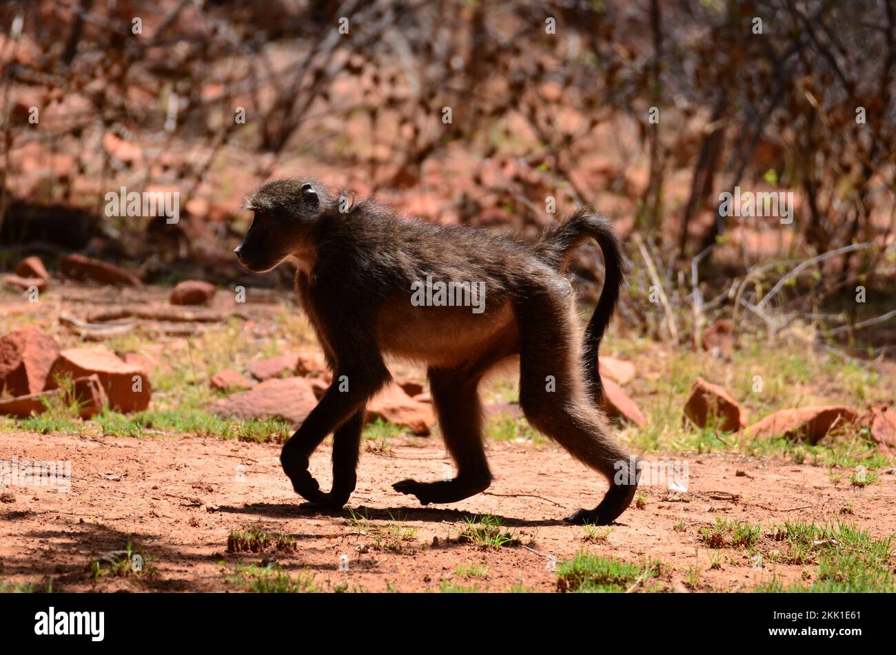 African baboon monkey ape wild red sand and stones Stock Photo - Alamy