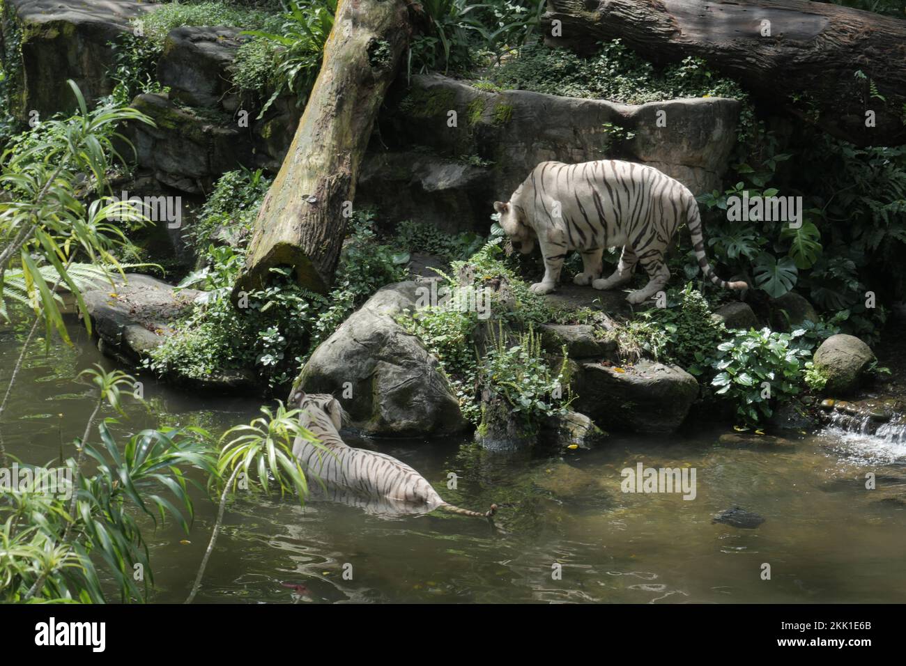 couple white tigers resting in the jungle Stock Photo - Alamy