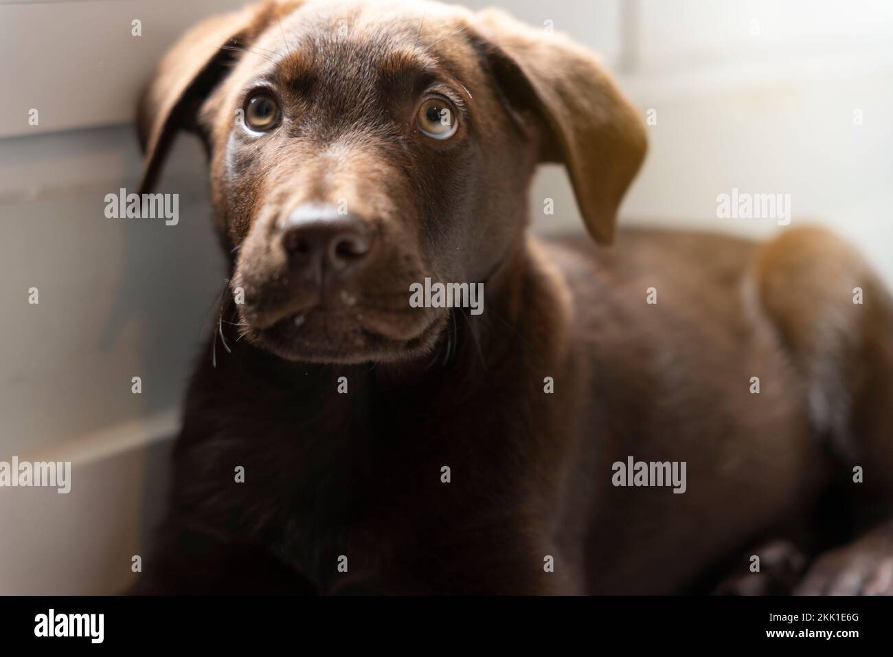 purebred chocolate labrador puppy sunbathes lying on the floor of the ...