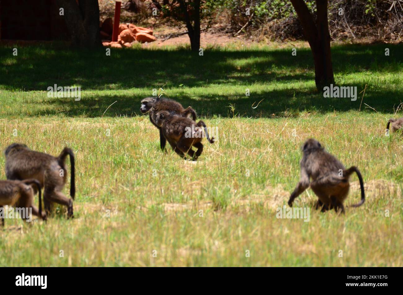 african babbon group on green grass monkey ape wild Stock Photo - Alamy
