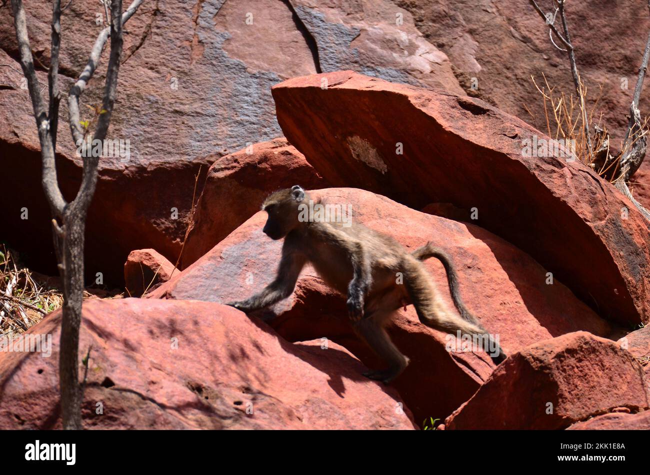 African baboon monkey ape wild red sand and stones Stock Photo - Alamy