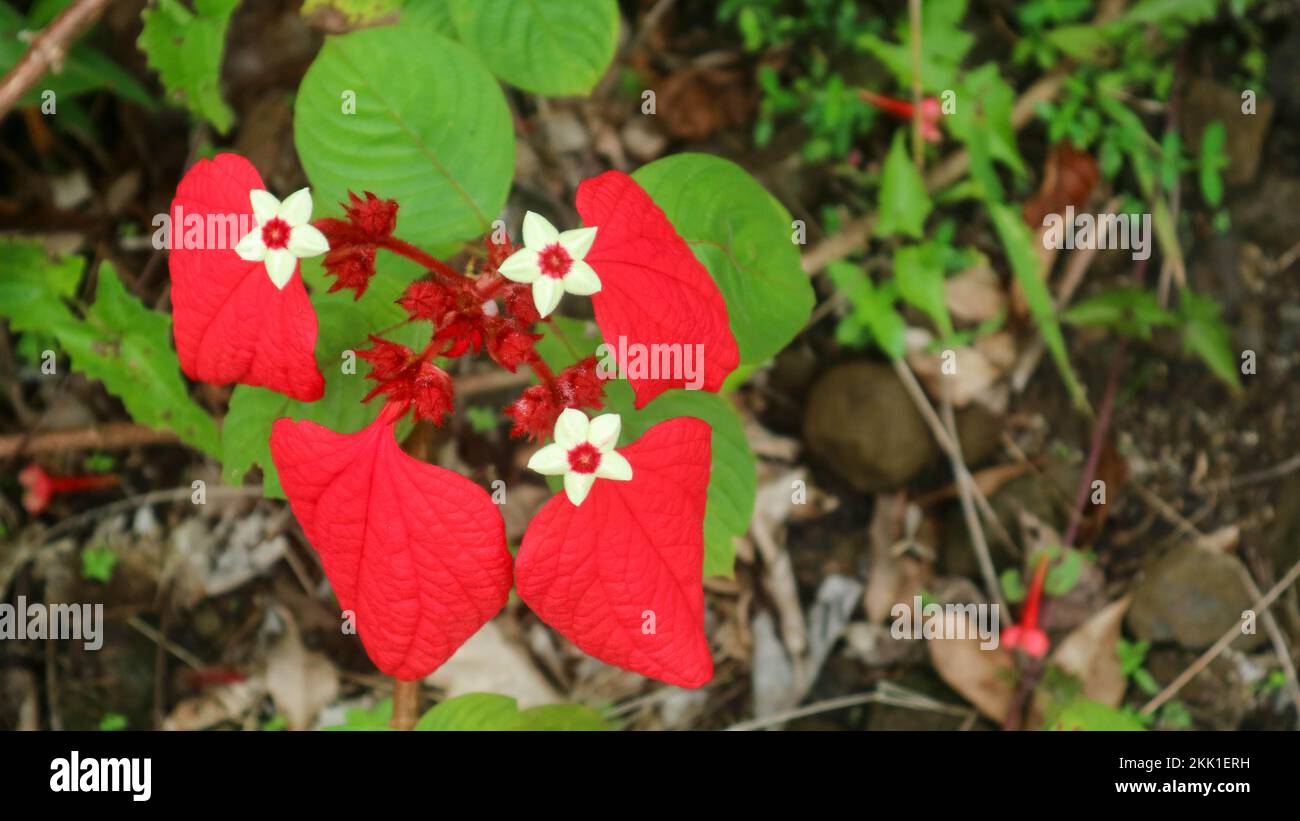 Mussaenda erythrophylla hi-res stock photography and images - Alamy