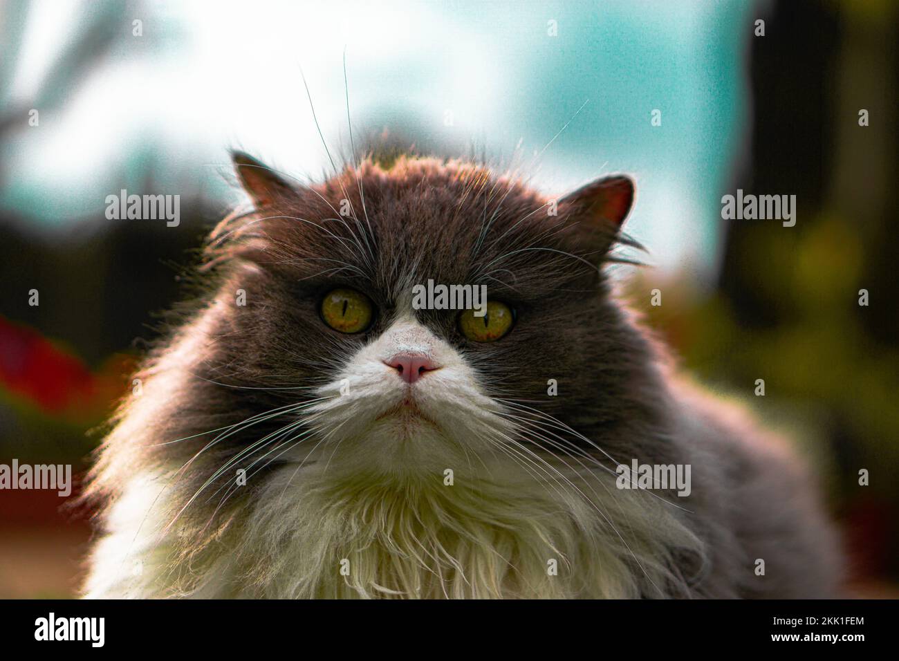A portrait of a cute fluffy cat Stock Photo - Alamy