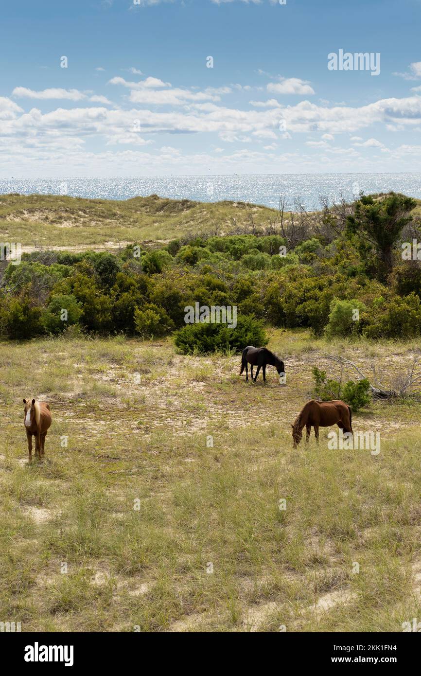 Wild horses (Equus ferus) grazing on sandy coastal grasses Stock Photo ...