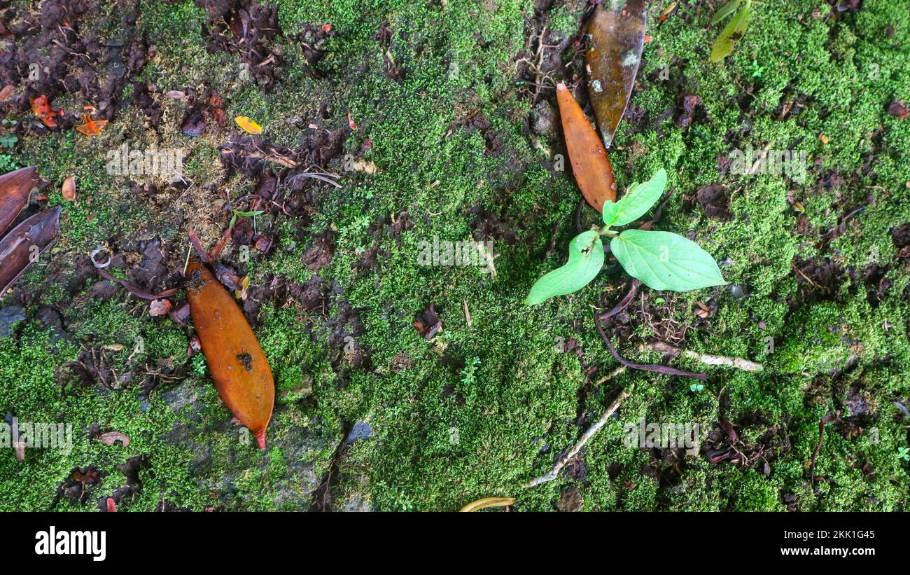 Mossy road texture with fallen leaves Stock Photo - Alamy